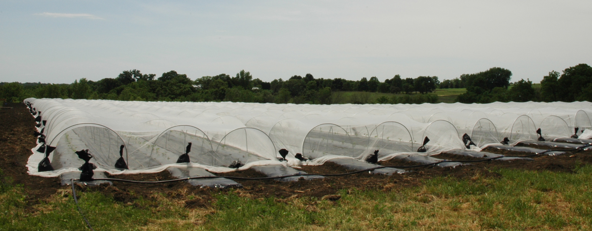 What’s a mesotunnel, and what’s it good for? – Iowa Specialty Crop ...